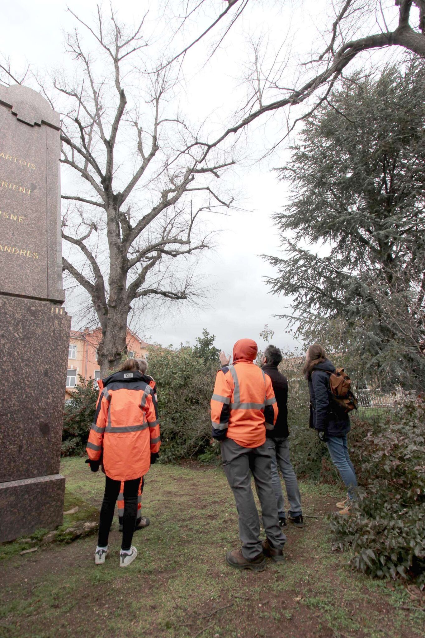 Les arbres à Pélussin : prendre soin d’un patrimoine - Mairie de Pélussin